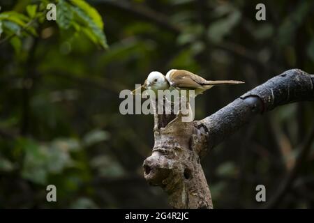 Bald Ju plants Stock Photo - Alamy