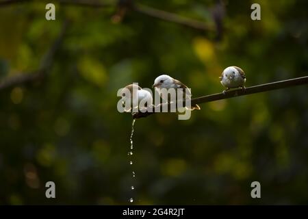 Bald Ju plants Stock Photo - Alamy