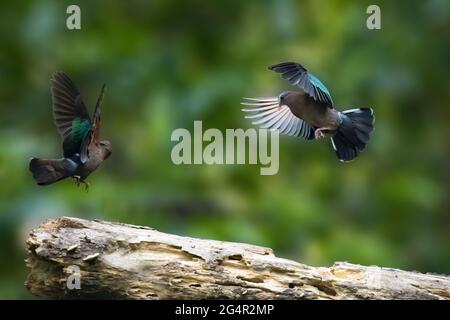 Gold green wing dove Stock Photo - Alamy