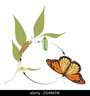 Illustration of the Life Cycle of a Monarch Butterfly from Egg, Larva ...
