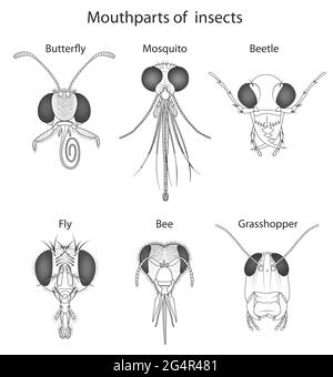 Insect mouthparts Stock Photo - Alamy