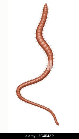 Tubifex tubifex, sludge worm, or sewage worm Stock Photo - Alamy