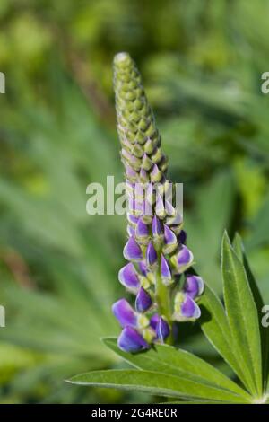Lupin, Lupine or Lupinus of the legume family Fabaceae, a wildflower in ...