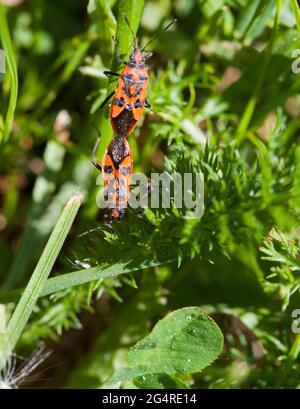 Black and Red Squash Bug / Cinnamon Bug (Corizus hyoscyami subs ...