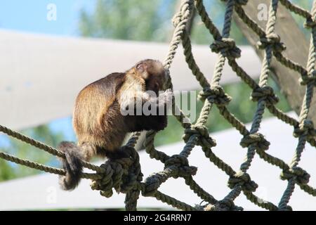 Closeup shot of a tufted capuchin or brown capuchin (Sapajus apella) on ...