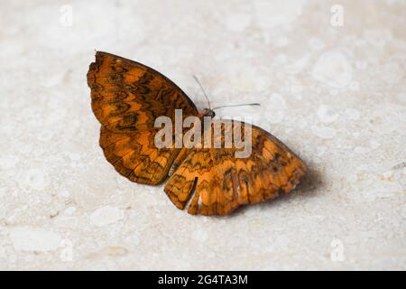 Beautiful Ariadne merione butterfly also known as Common castor, full ...