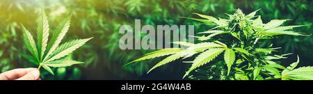 Hand holding Medical cannabis CBD or THC oil with marijuana plant ...