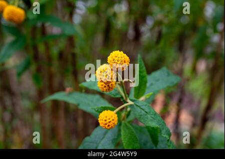 Botanical collection, Buddleja globosa medicinal plant or orange-ball ...