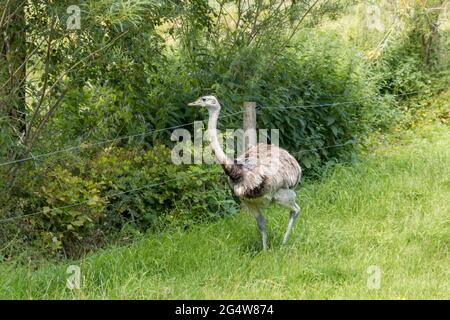 Tree Nandu bird on a green field Stock Photo - Alamy
