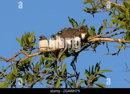 White-breasted Woodswallow (Artamus leucoryn leucopgialis) four adults ...