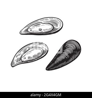Hand Drawn Mussels Sketch Line Drawing Ornamental Seamless Pattern on ...