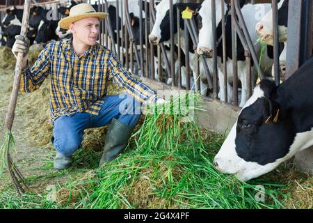 Male farmer working on dairy farm in cowshed Stock Photo - Alamy