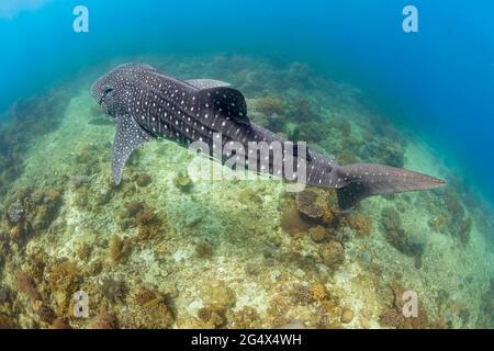 A whale shark, Rhiniodon typus, cruising over a shallow sand area ...