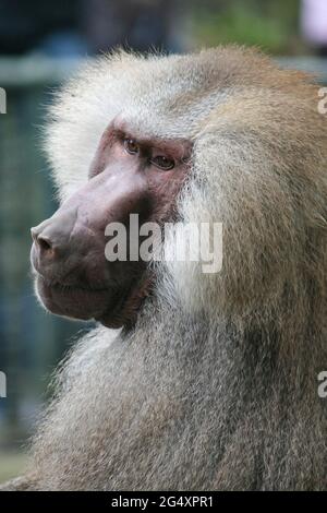 Portrait of a male baboon with grey hair Stock Photo - Alamy