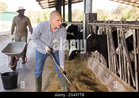 Man arranging hay for feeding cows in outdoor stable Stock Photo - Alamy