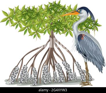 Mangrove tree in cartoon style on white background illustration Stock ...