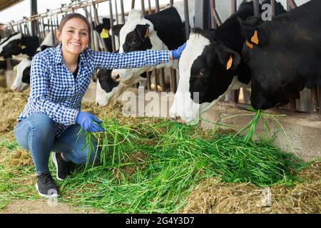 Young female farmer feeding cows with fresh grass in cowshed Stock ...