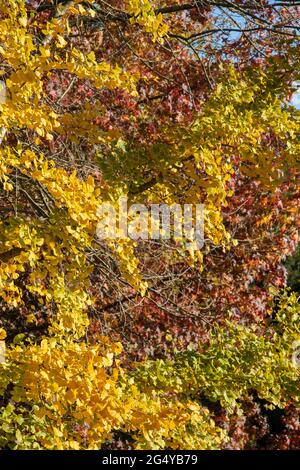A vertical shot of trees with colorful leaves in a forest in daylight ...