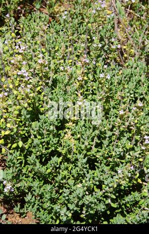 A thyme Thymus vulgaris plant with small green leaves and purple ...