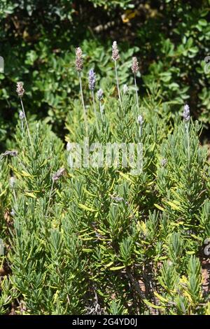 Fringed lavender (Lavandula dentata) is a perennial plant native to ...