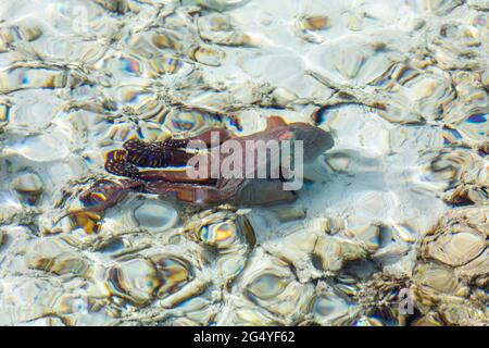 Common Octopus (Octopus vulgaris) swimming above the sea floor. Croatia ...