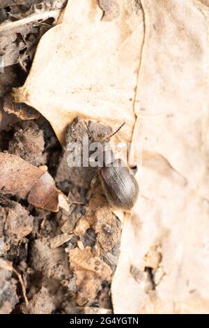 A hairy Brown Darkling Beetle (Lagria hirta, Lagria atripes), family ...