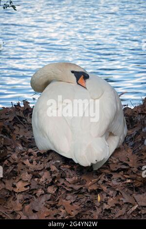 White mute swan sitting and resting on sandy beach hear blue Baltic Sea ...