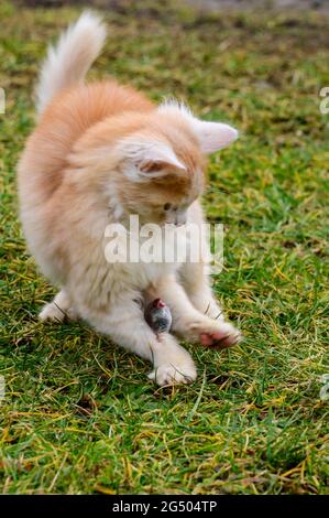 The cat caught a mole in the garden and is playing with it. Garden pest ...