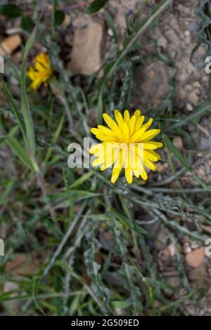 yellow flower of the autumn Kulbaba in green grass spring time. On ...
