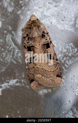 Double Square-spot (Xestia triangulum Stock Photo - Alamy