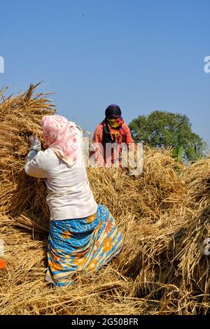 Indian Farmer Woman Stock Photo - Alamy
