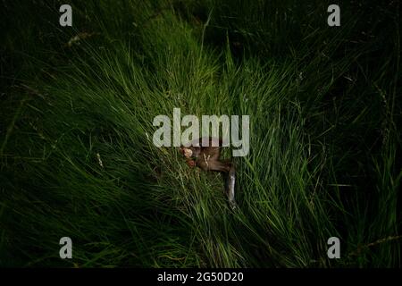 The remains of a dead deer. The remains of a dead fawn Stock Photo - Alamy