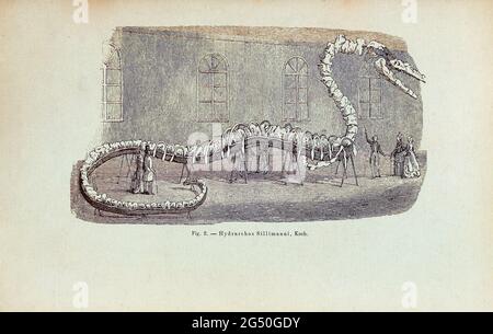 Sea Serpent, Legendary Monster Stock Photo - Alamy