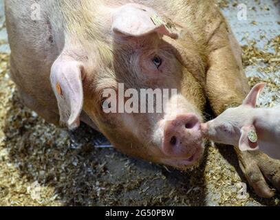 4 week old piglet Stock Photo - Alamy