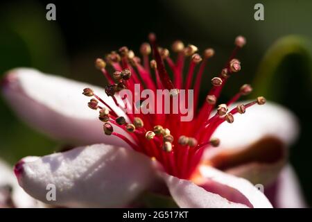 A macro of a feijoa flower in a garden Stock Photo - Alamy
