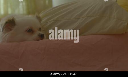 Close up of sleepy white spitz licking mistress' leg, lying on bed ...