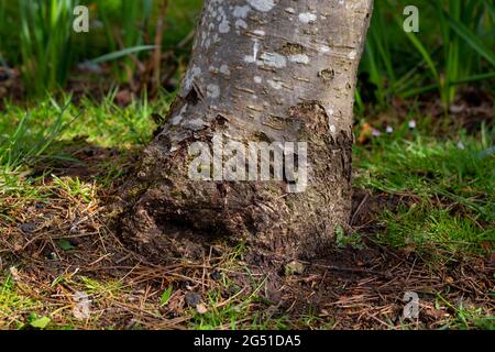 Sorbus aucuparia trunk base Stock Photo - Alamy