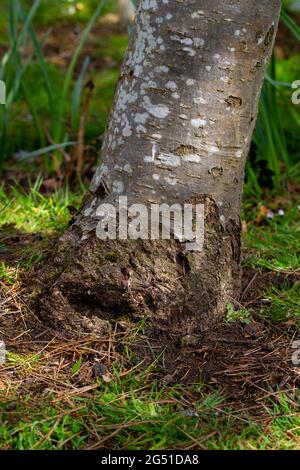Sorbus aucuparia trunk base Stock Photo - Alamy