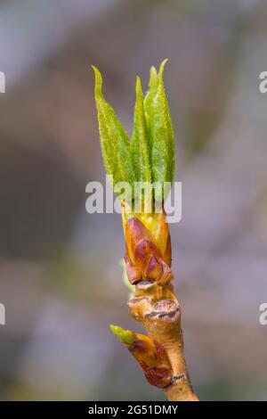 Populus nigra subsp. betulifolia bud Stock Photo - Alamy