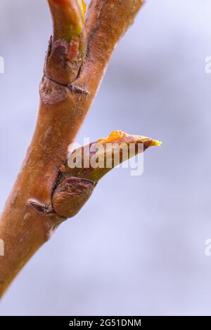 Populus nigra subsp. betulifolia bud Stock Photo - Alamy
