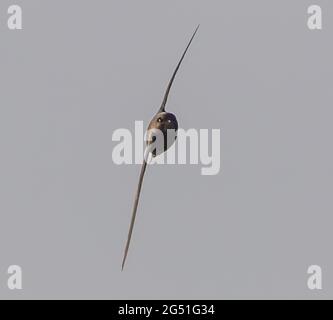 Common swift bird with open wings in the blue sky Stock Photo - Alamy