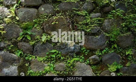 full frame brick wall overgrown with plants Stock Photo - Alamy