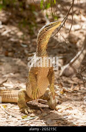 Sand monitor lizard in far outback Queensland, Australia Stock Photo ...