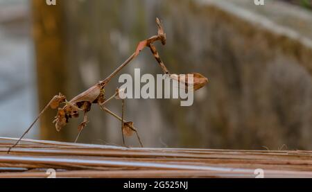 wood-like mantis insect looking ahead schizocephala bicornis mantis ...