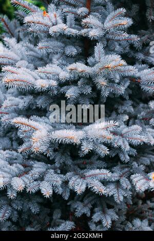 Blue European Fir tree close up. Fir tree branches nature background ...