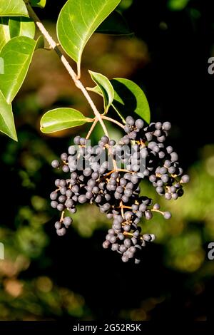 Broad-leaved privet, Ligustrum lucidum. Common, invasive environmental ...