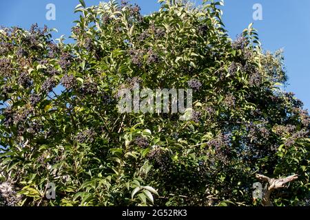 Wax-leaved Privet (Ligustrum lucidum or Ligustrum vulgare), Oleaceae ...