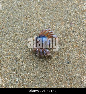 Light-blue soldier crab (Mictyris longicarpus) from Hook Island ...