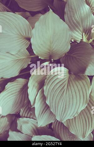 A bush of green leaves tinted as a texture Stock Photo - Alamy