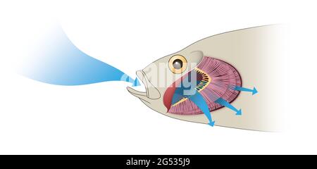 Fish gas exchange. Structure of Gills in Fishes. Respiration Stock ...